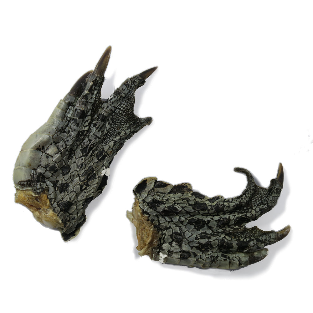 Dehydrated Crocodile Feet – Wild & Loyal